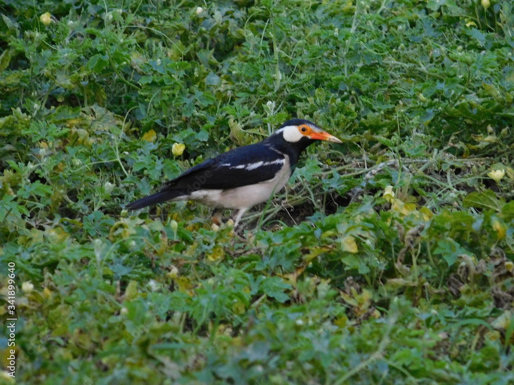 Common moyna, salik bird,Common myna,myna, Stock Photo | Adobe Stock