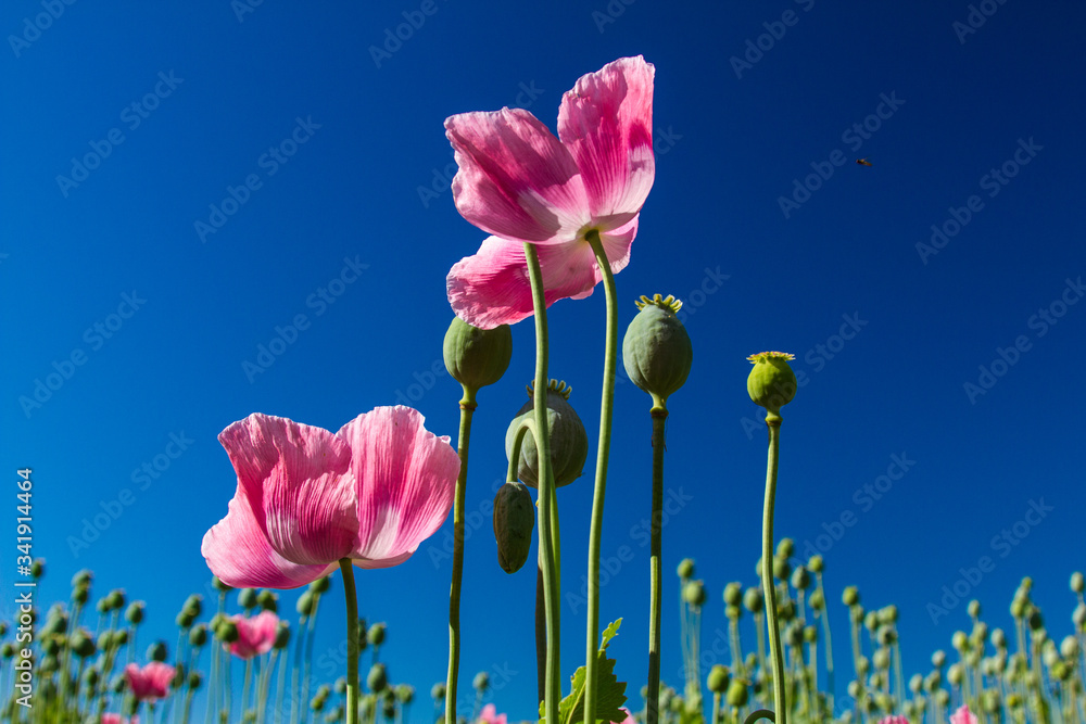 Schlafmohn (Papaver somniferum), Schlafmohn Anbau in Deutschland Stock ...