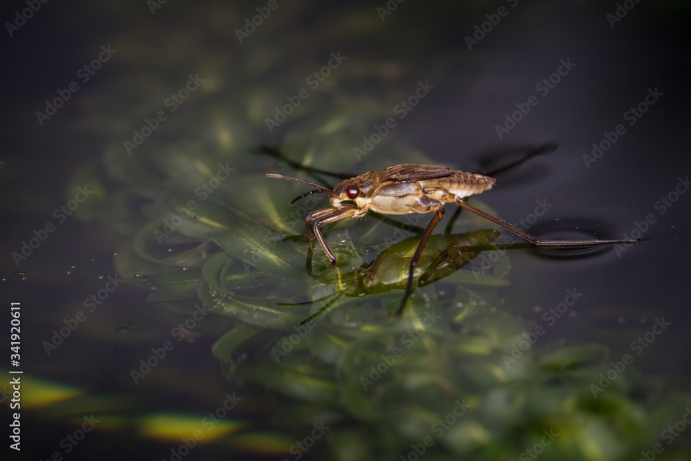 Pond Skater insect, Gerris lacustris, close-up on the surface of a pond ...