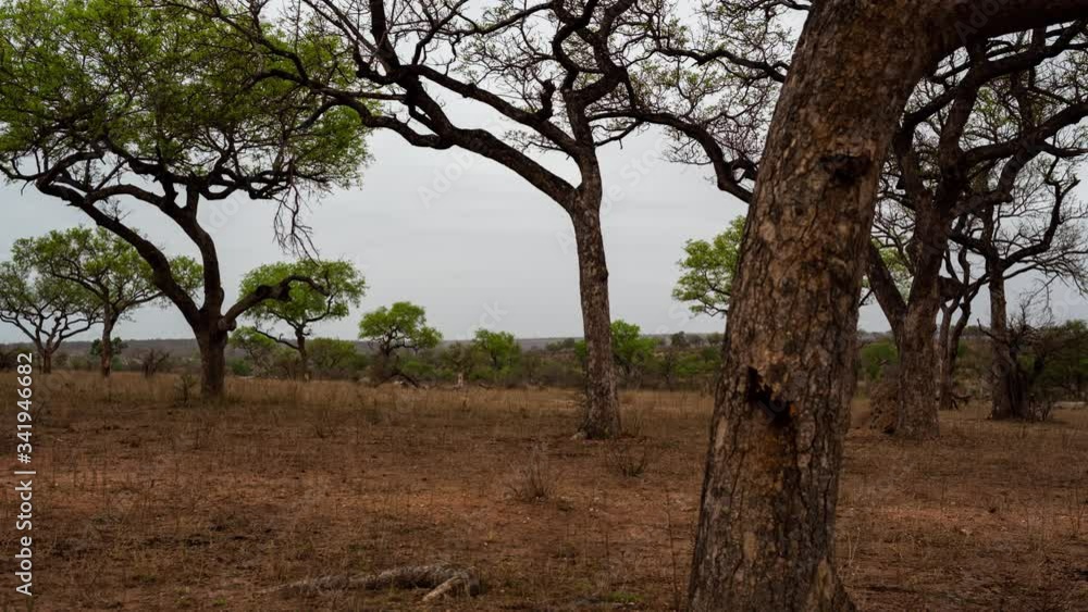 Early morning linear timelapse of Marula trees (Sclerocarya birrea) in ...