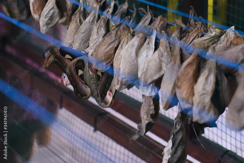 Butterfly birth at the butterfly garden in Bali , Indonesia. Big ...