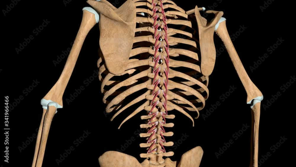 Rotators Muscles of the Spine on Skeleton vídeo do Stock | Adobe Stock