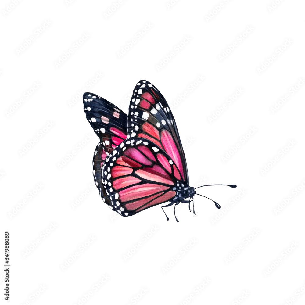 Monarch Butterfly Scientific Illustration