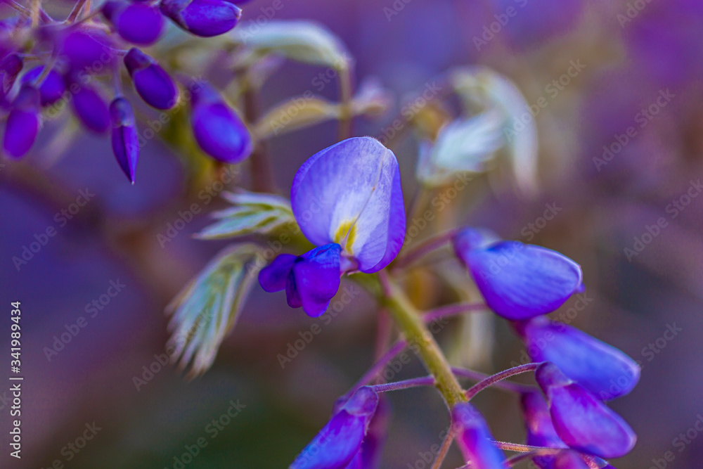 purple panicle tree is locally plant of japan, wisteria grown in ...