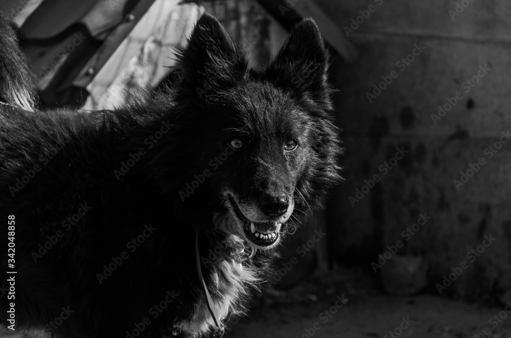 Big black dog tied on a chain Stock Photo | Adobe Stock