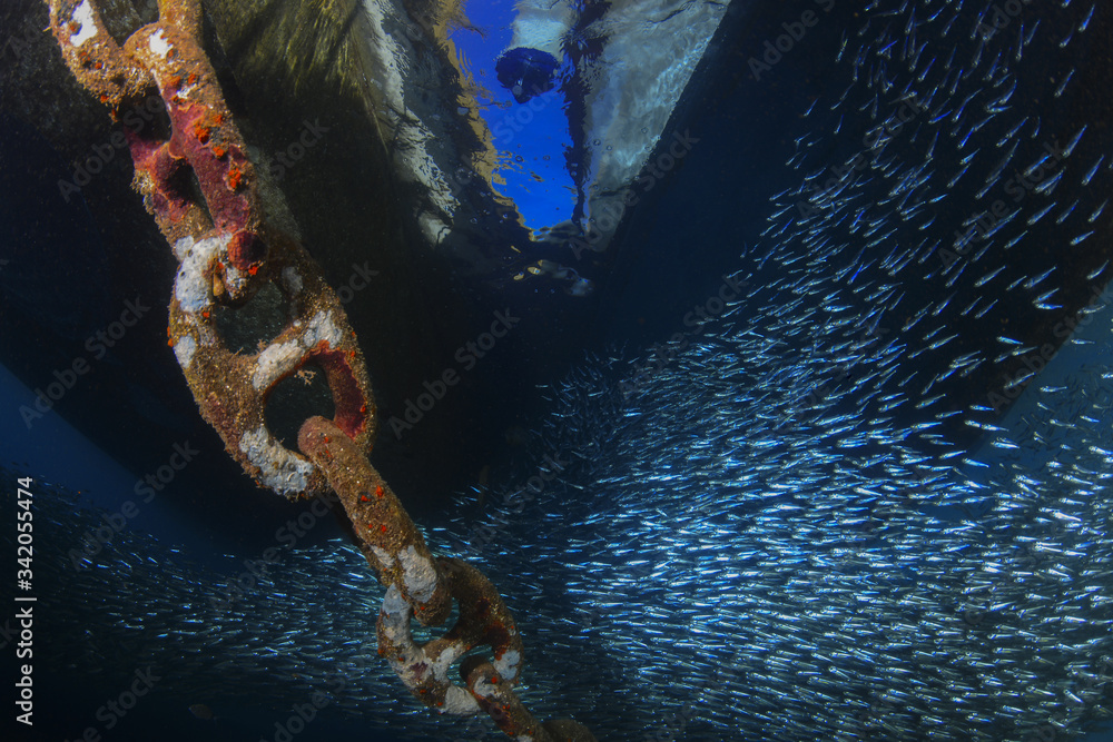 Underwater wide angle photography (chain and lots of silver fish under ...