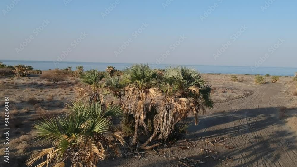 Video of Lake Turkana with small palm trees in foreground and beach of ...
