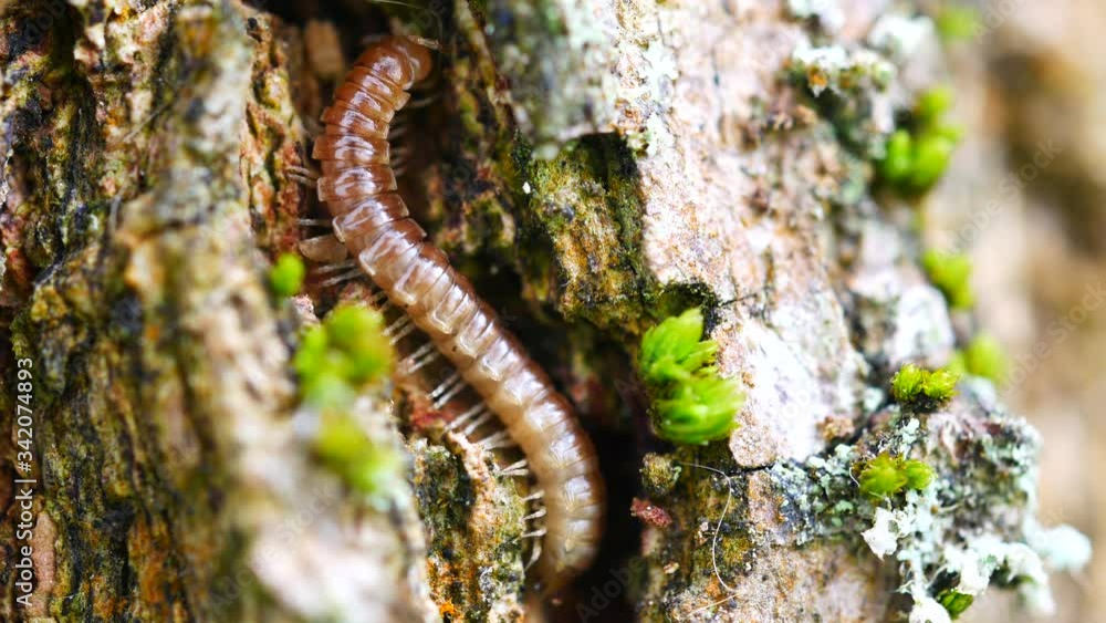 4K Extreme close up macro of a Greenhouse Millipede, Oxidus Gracilis ...