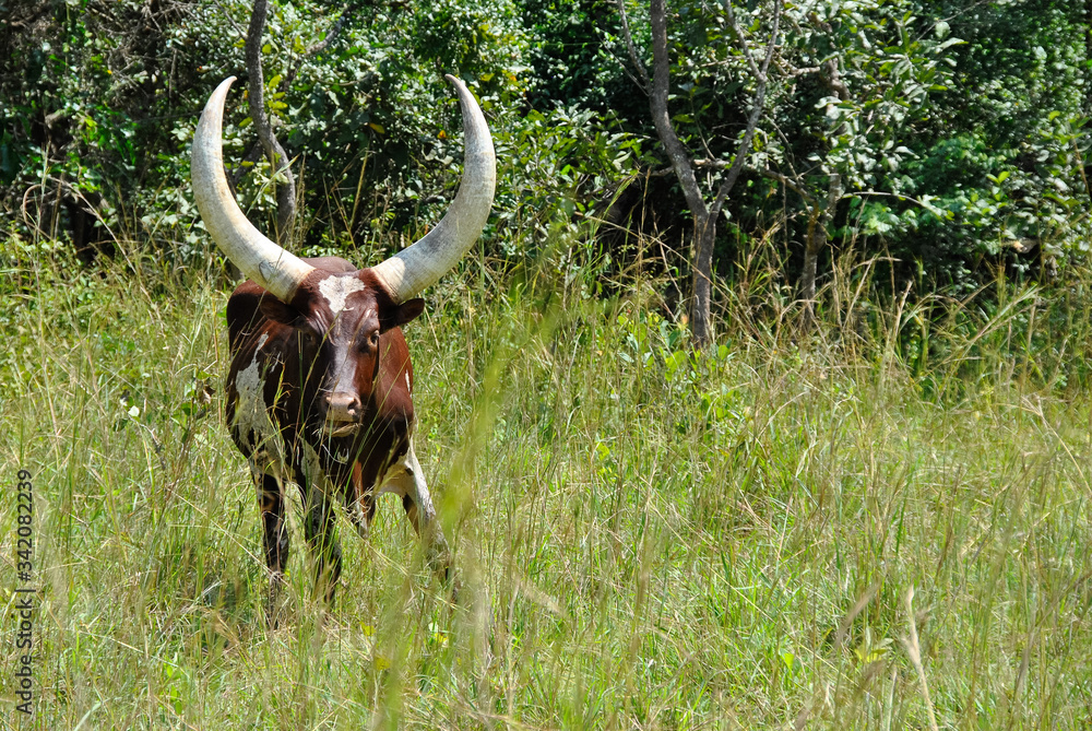 mucca africana Stock Photo | Adobe Stock