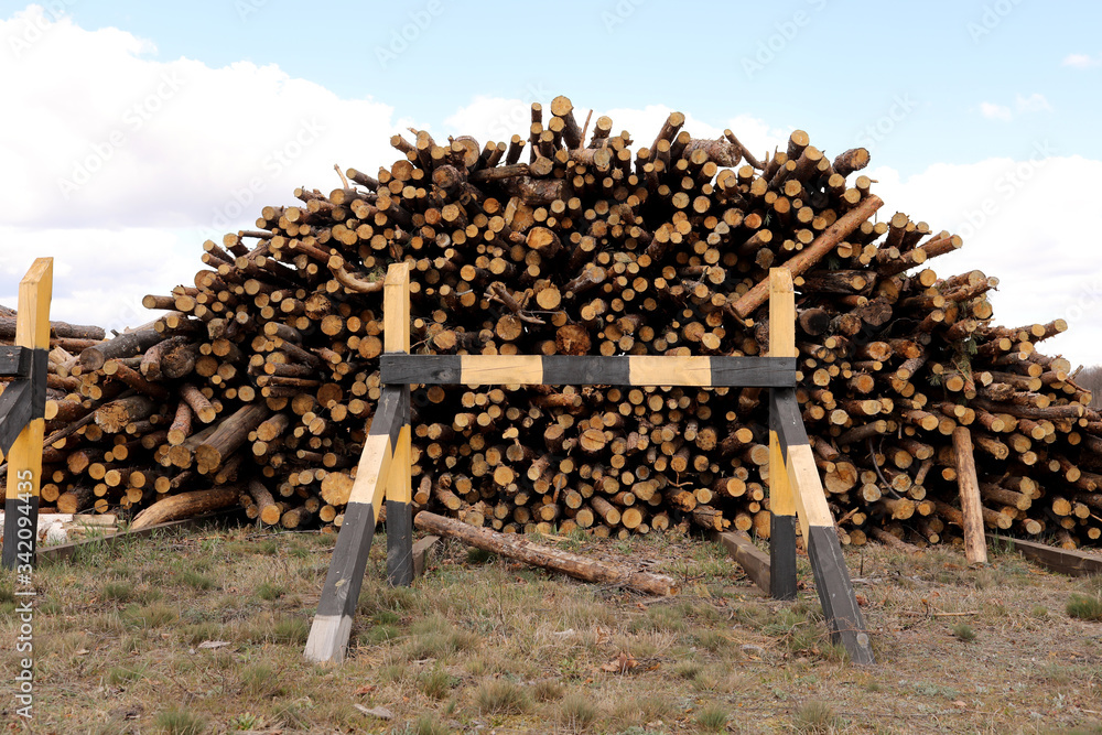 Stack of cut pine tree logs in a forest. Wood logs, timber logging ...