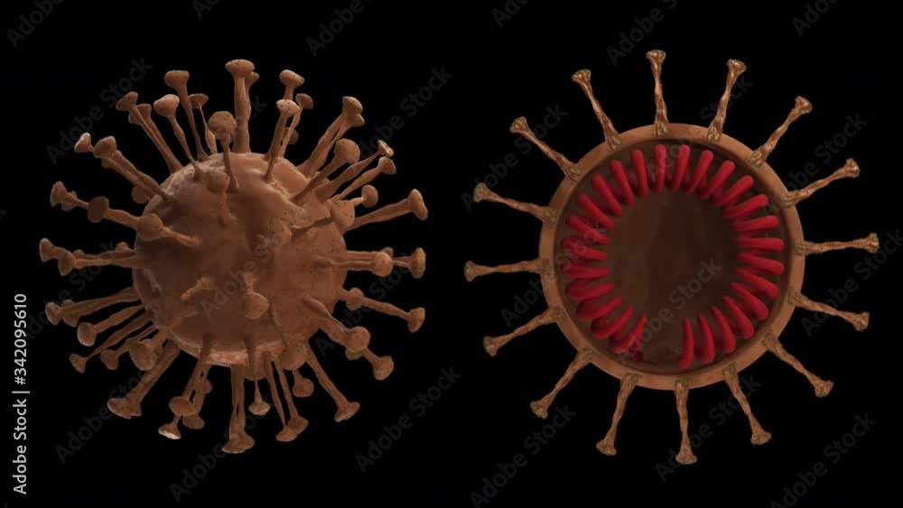 Video „Coronavirus cell structures and anatomy. Labeled with morphology ...