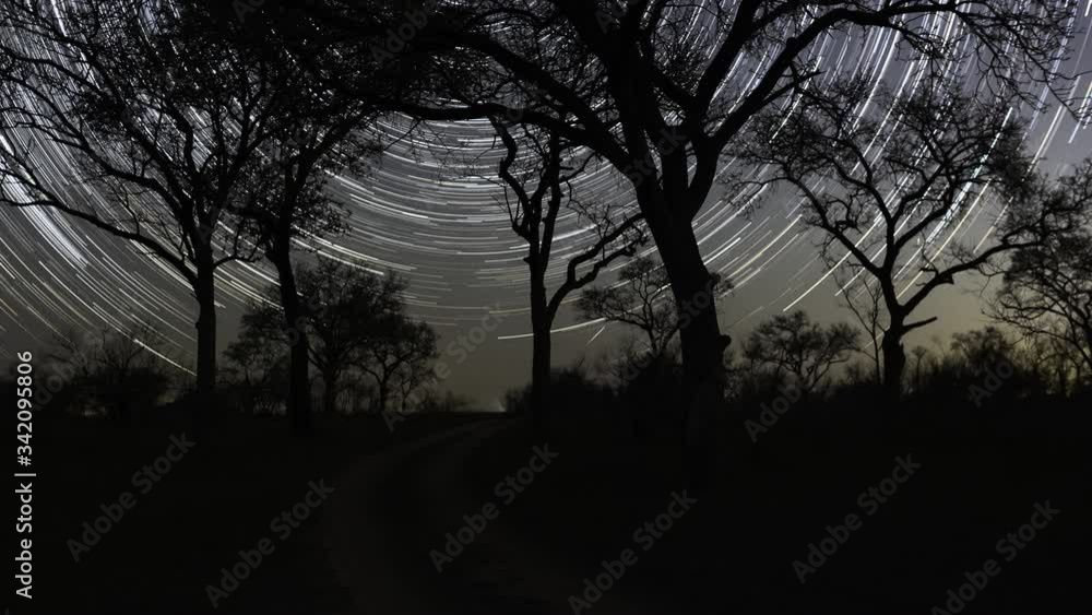 Static star trail timelapse of silhouette Marula trees (Sclerocarya ...