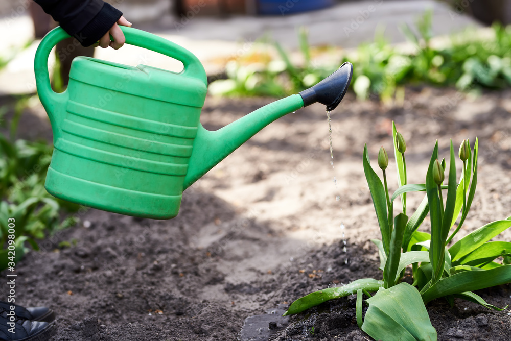 Girl waters water with green leek garden plants. spring. care of the ...