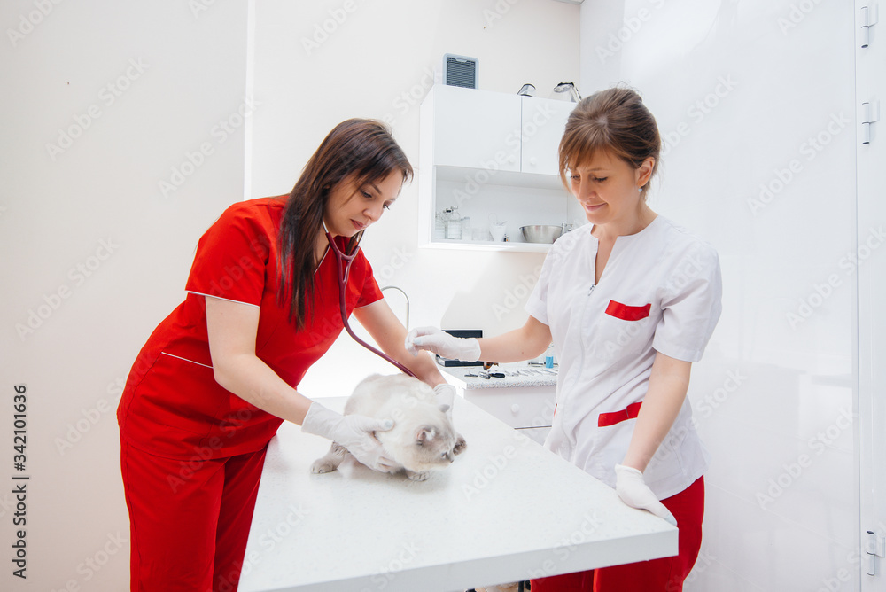In a modern veterinary clinic, a thoroughbred cat is examined and ...
