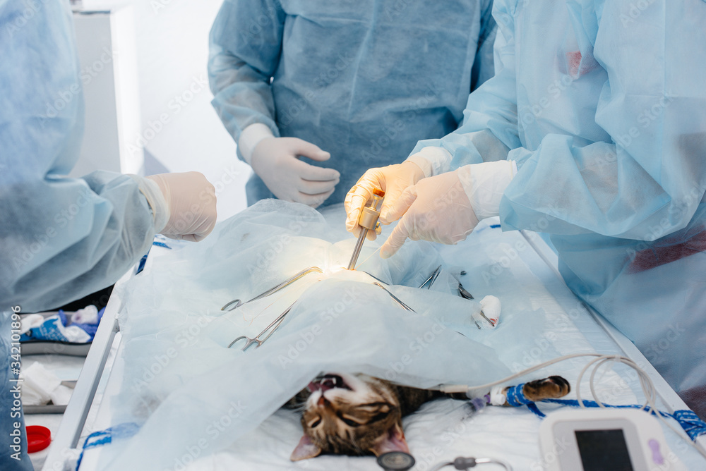 In a modern veterinary clinic, an operation is performed on an animal ...
