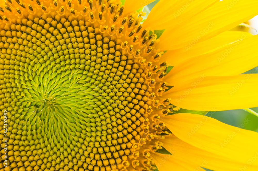 Close up of sunflower. Detailed sunflower part with its seeds and ...