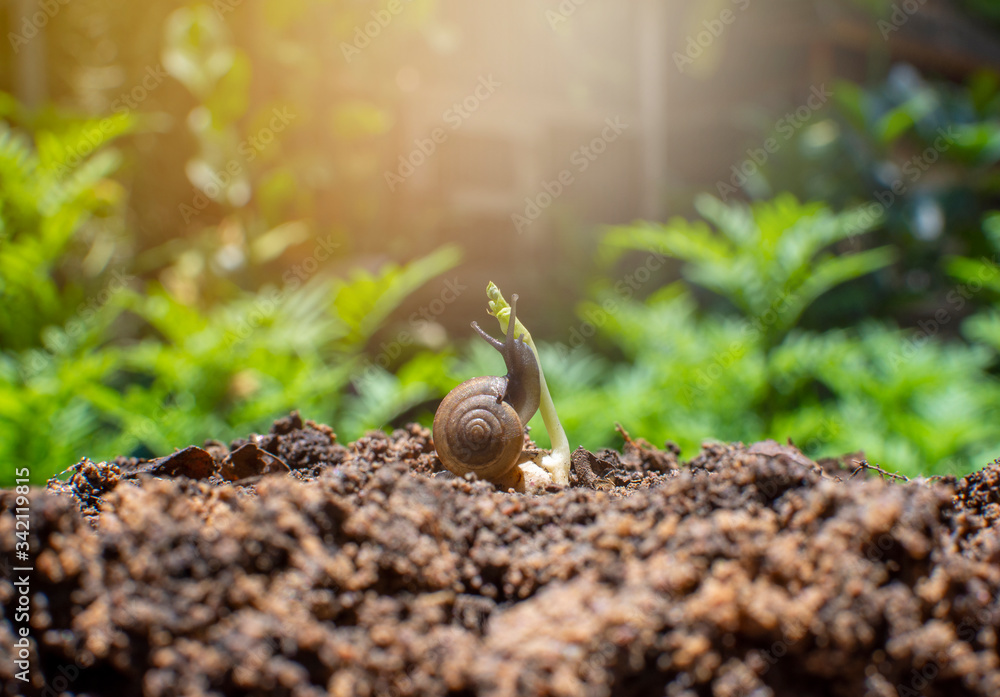Snail and seedling on the pile of soil with tropical garden background ...