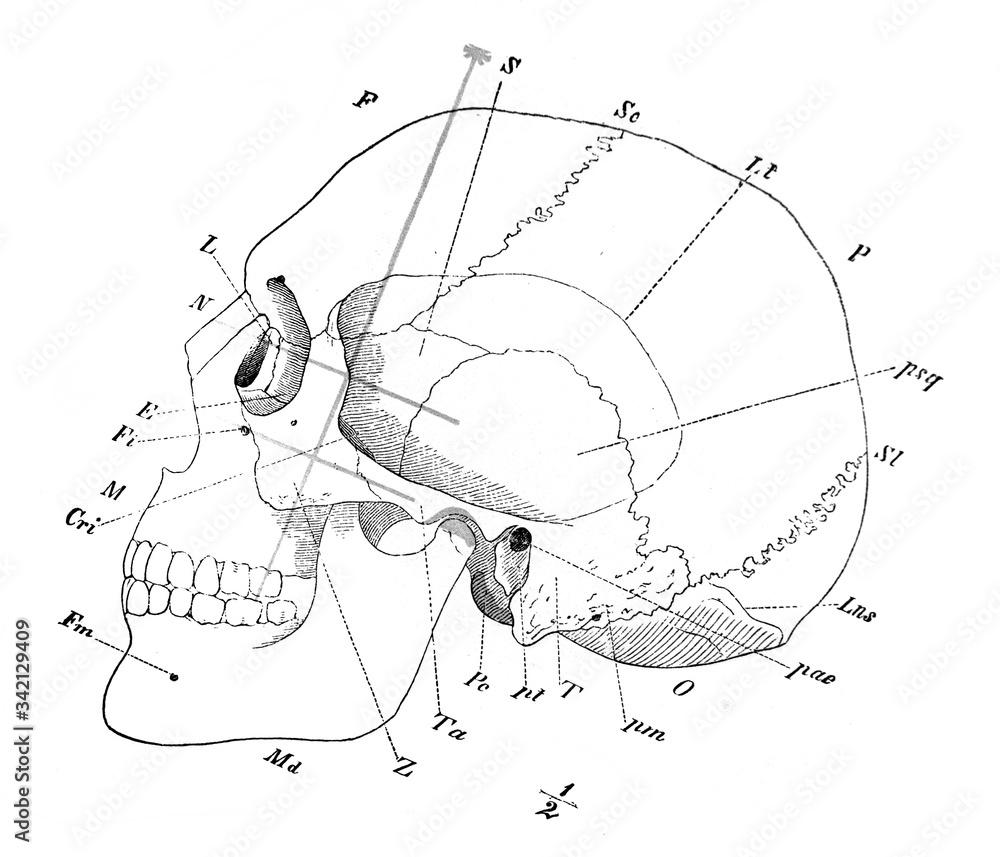 The skull of the human, side view in the old book the Human Anatomy ...