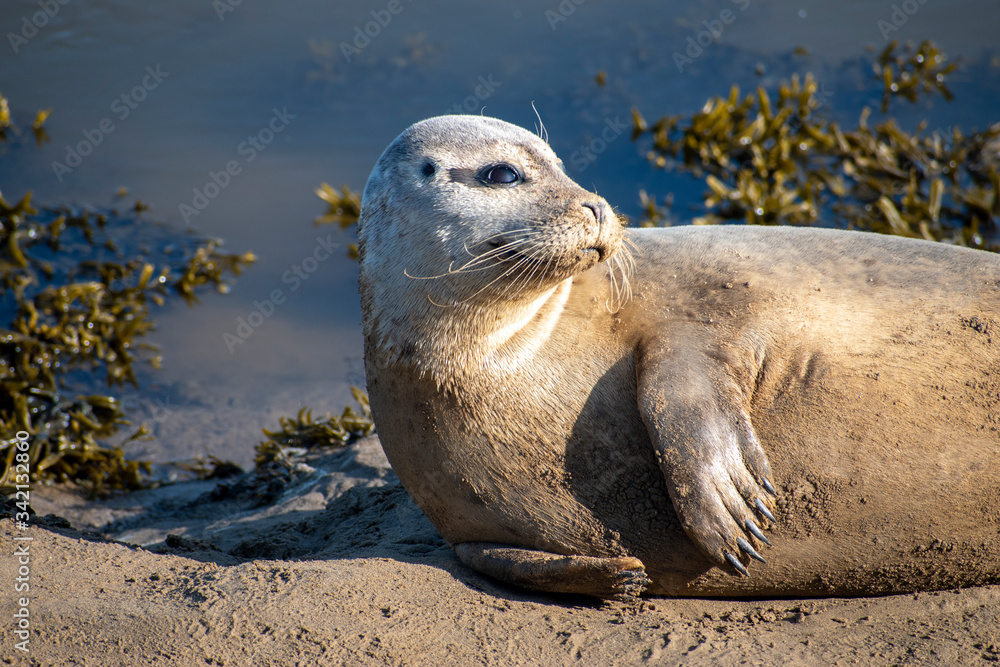 Gavin the Seal a grey seal sunbathing on a beach on the River Arun near ...