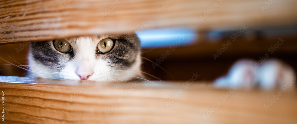 Cute, calico cat peaking from inside the box. Banner size photo. Space ...