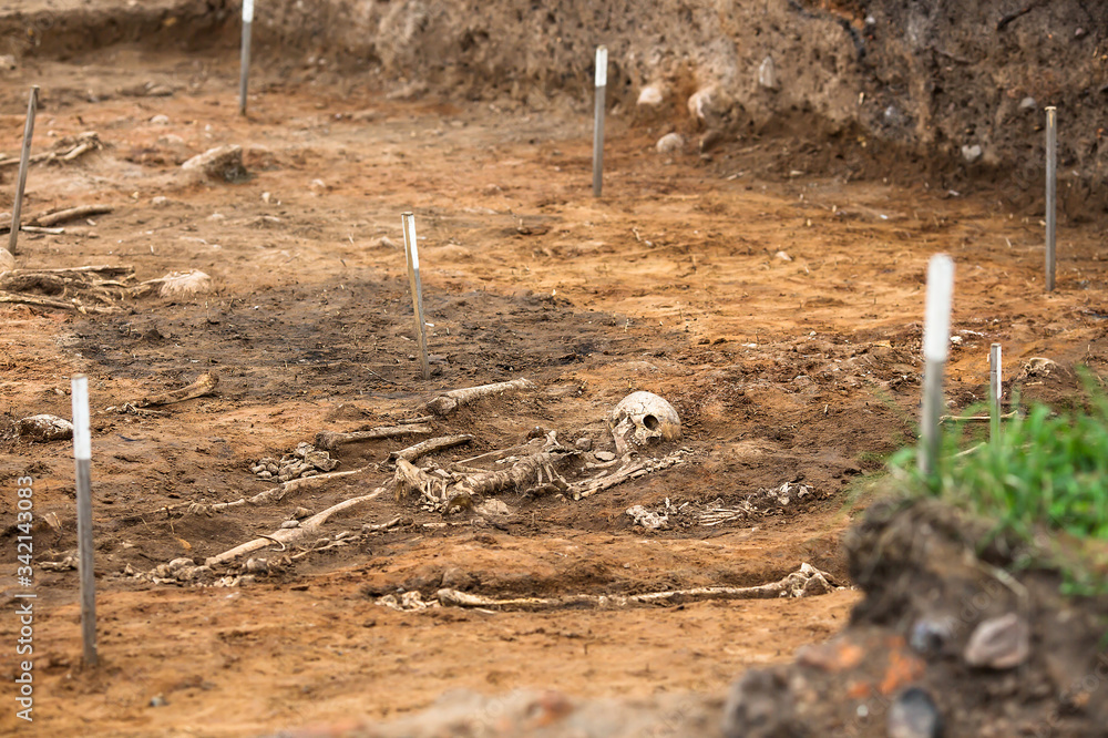 Archaeological excavations. Human remains (bones of skeleton, skulls ...