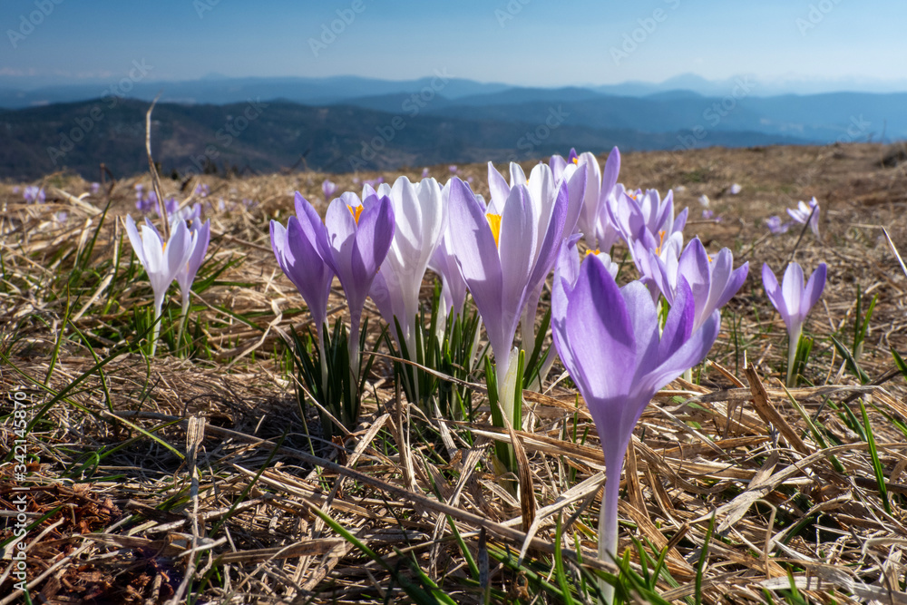 Szafran Spiski krokus wiosna w gorach Stock Photo | Adobe Stock