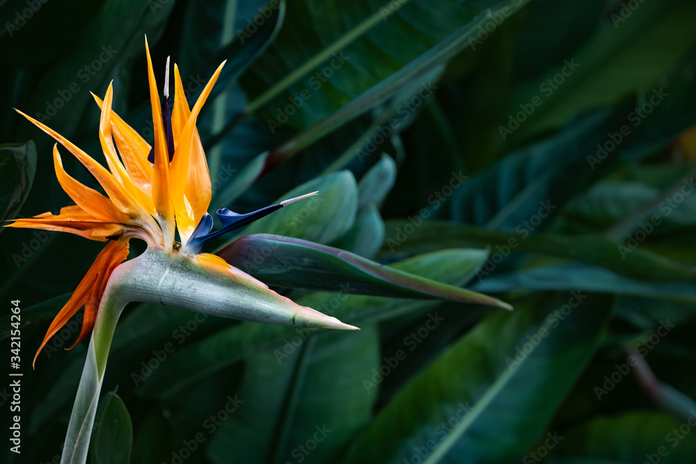 Strelitzia juncea, the rush-leaved strelitzia or narrow-leaved bird of ...