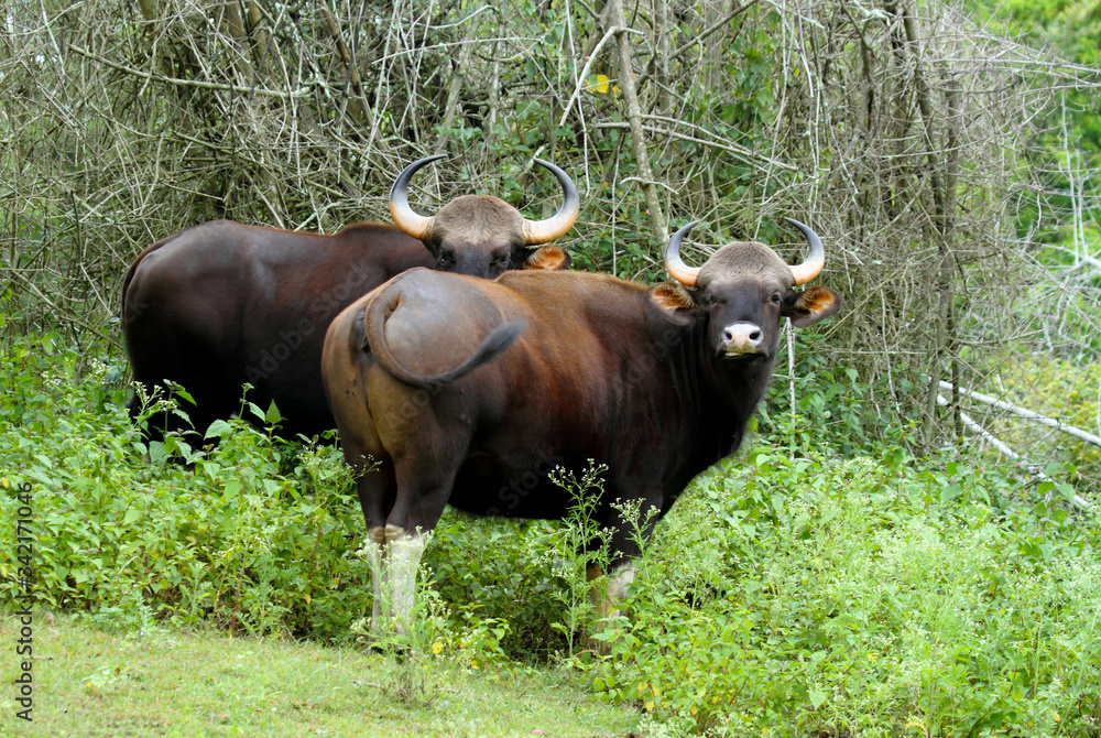 Gaur Indian Bison Stock Photo | Adobe Stock