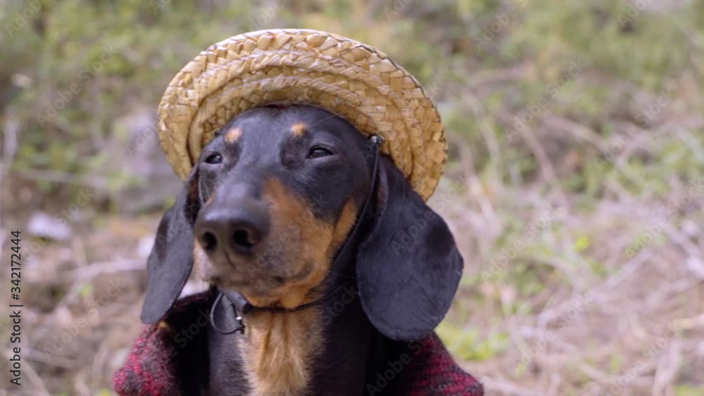 Arrogant face of dachshund with straw wide brimmed sombrero hat on his ...