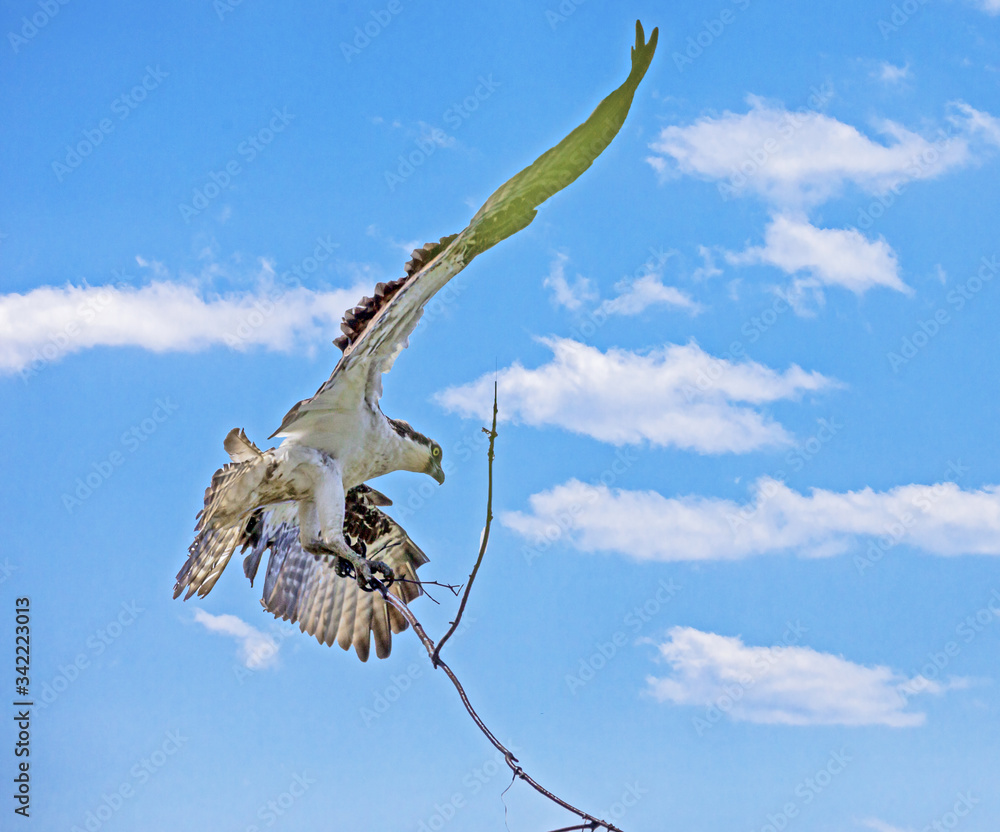 Osprey is a large fish-eating bird of prey with long narrow wings Stock ...