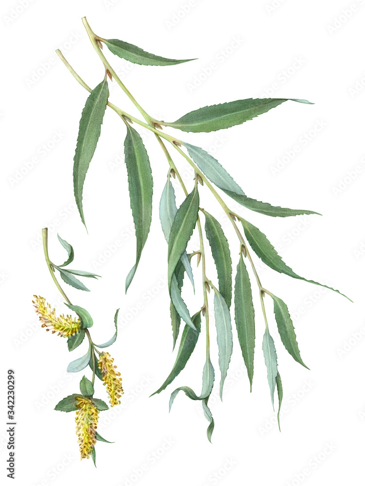 White Willow Hand Drawn Illustration Isolated on White with Clipping ...