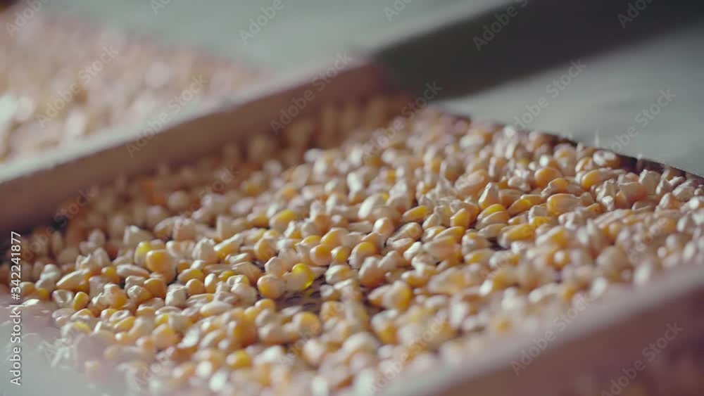 Dried corn kernels flows through shaker screener machine during seed ...
