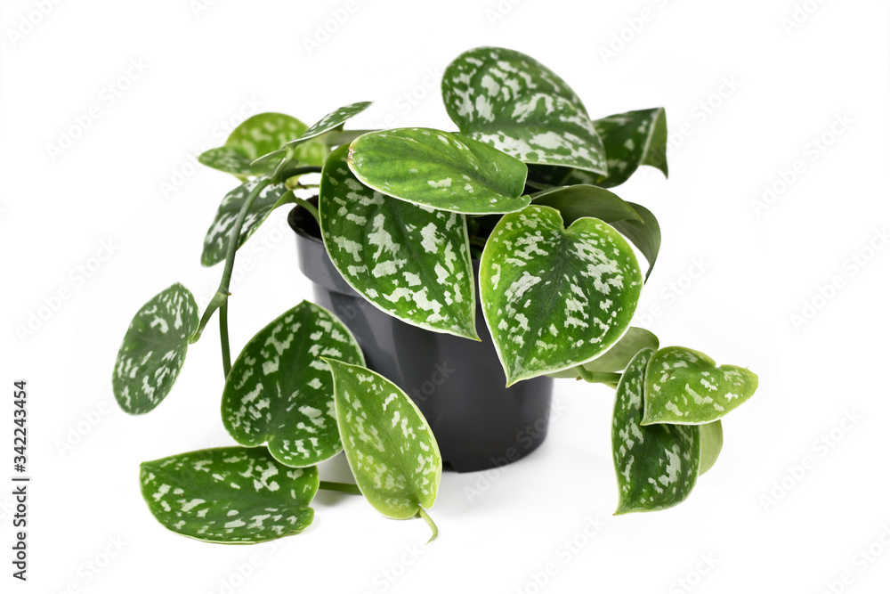 Whole 'Scindapsus Pictus Exotica' tropical house plant, also called ...