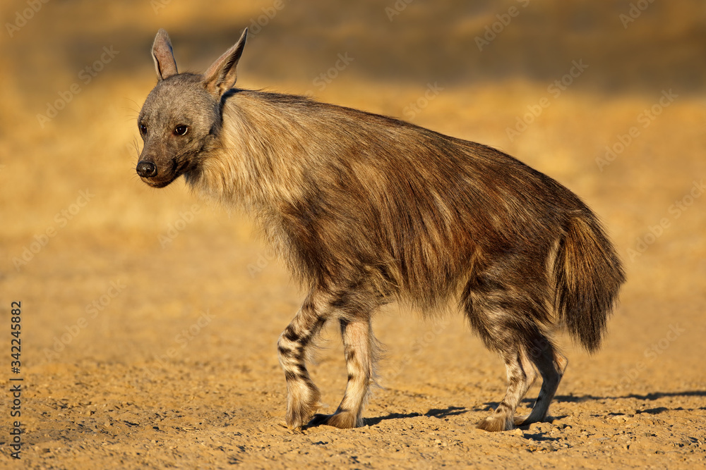 An alert brown hyena (Hyaena brunnea), Kalahari desert, South Africa ...