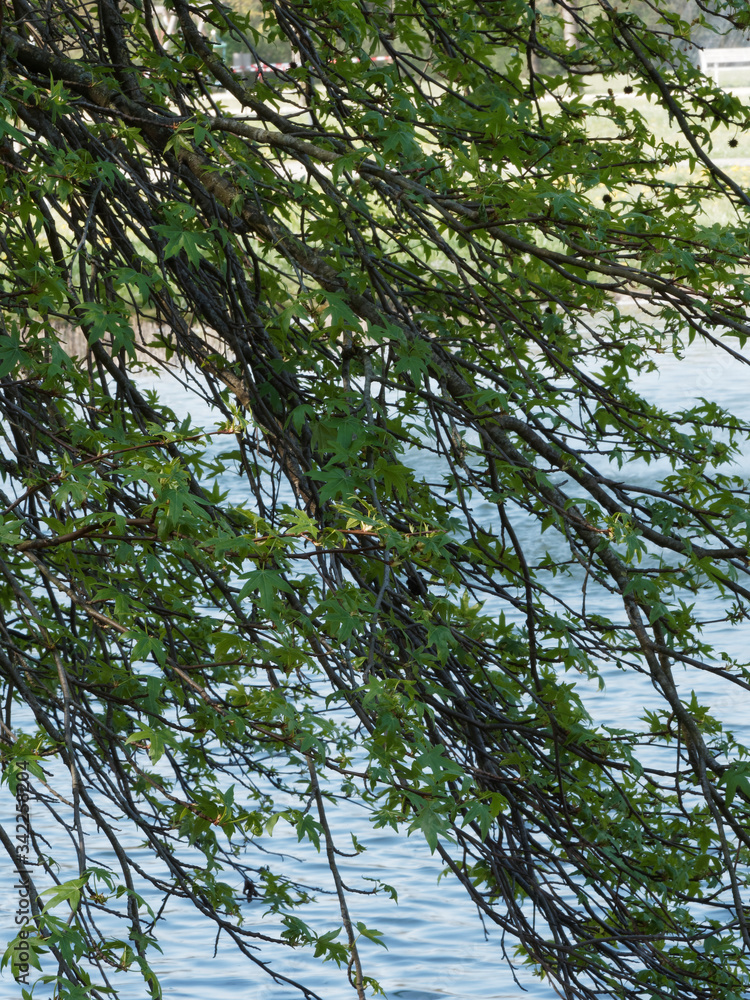 Liquidambar orientalis - Copalme d'Orient ou liquidambar oriental ...