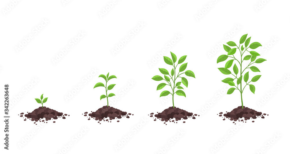 Growth stages diagram. Sprout seedling shoot germination in the pile ...