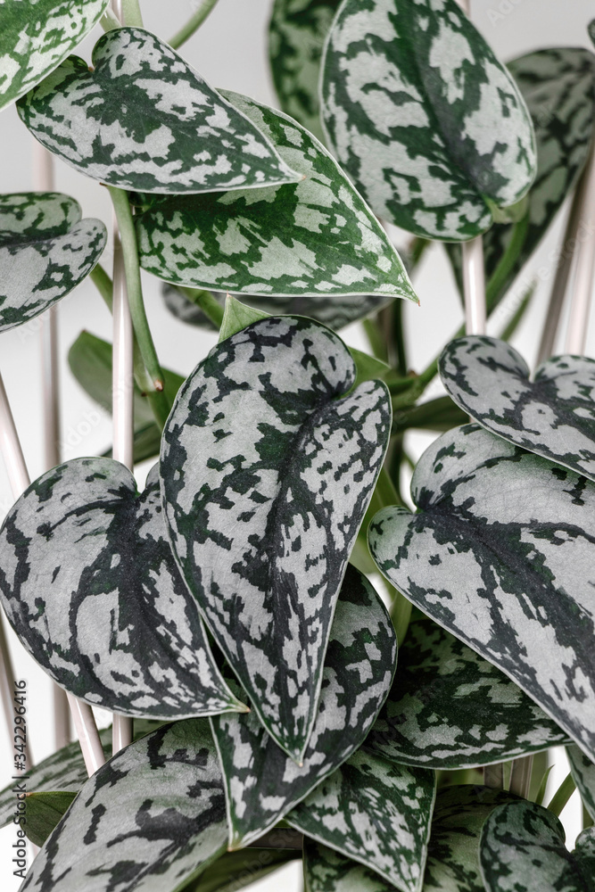 Scindapsus Pictus Silver Lady leaves on a white background, creative ...