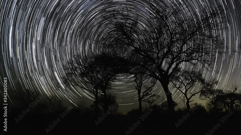 Static timelapse of Marula trees (Sclerocarya birrea) in nature park ...