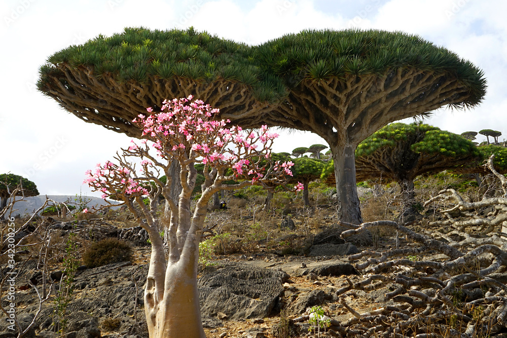 Dragon's Blood Trees in Firhin Forest in Socotra island, Yemen. Stock ...
