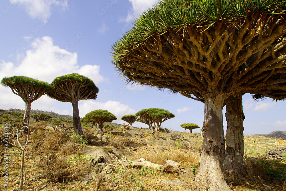 Dragon's Blood Trees in Firhin Forest in Socotra island, Yemen. Stock ...