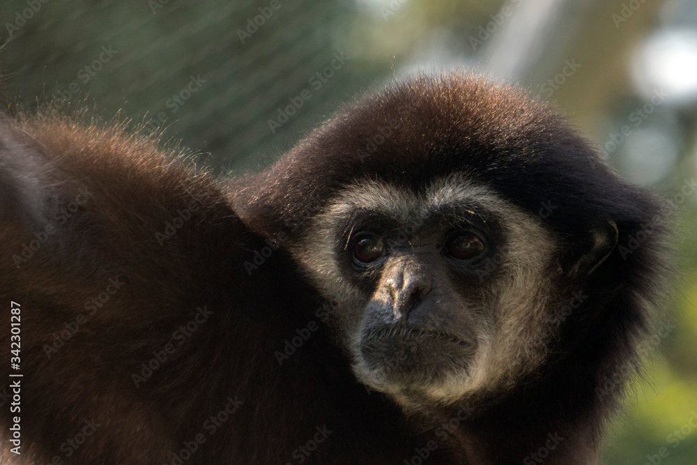 małpa Stock Photo | Adobe Stock