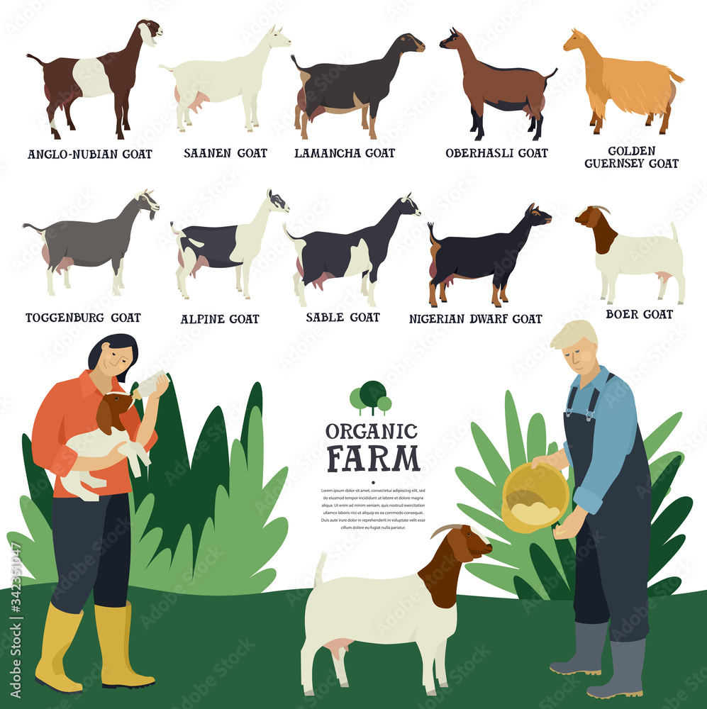 Set of ten breeds of domestic goats Flat vector illustration Two ...