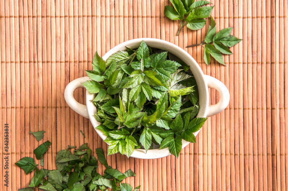 Using fresh young goutweed leaves for food in spring. Aegopodium ...