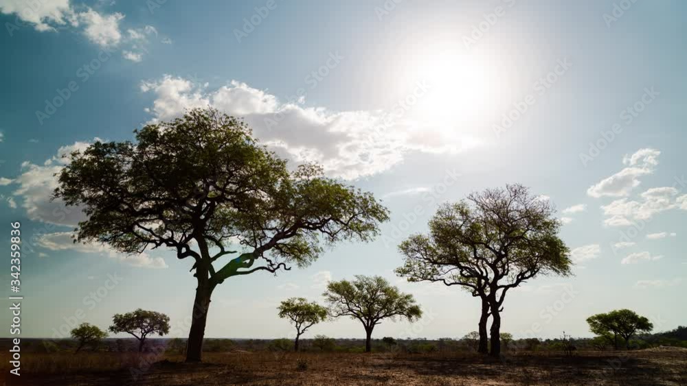 Late afternoon static timelapse of Marula trees (Sclerocarya birrea ...