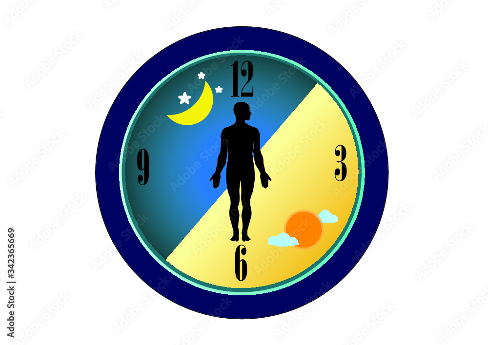 The circadian rhythms are controlled by circadian clocks or biological ...