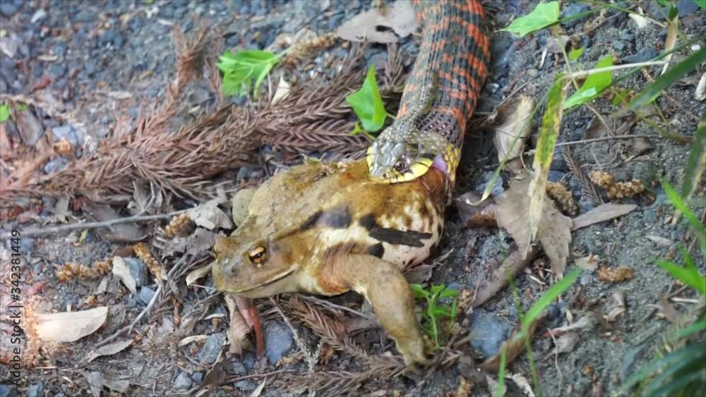 Snake swallowing a frog 1 /3. The snake is known as Rhabdophis tigrinus ...