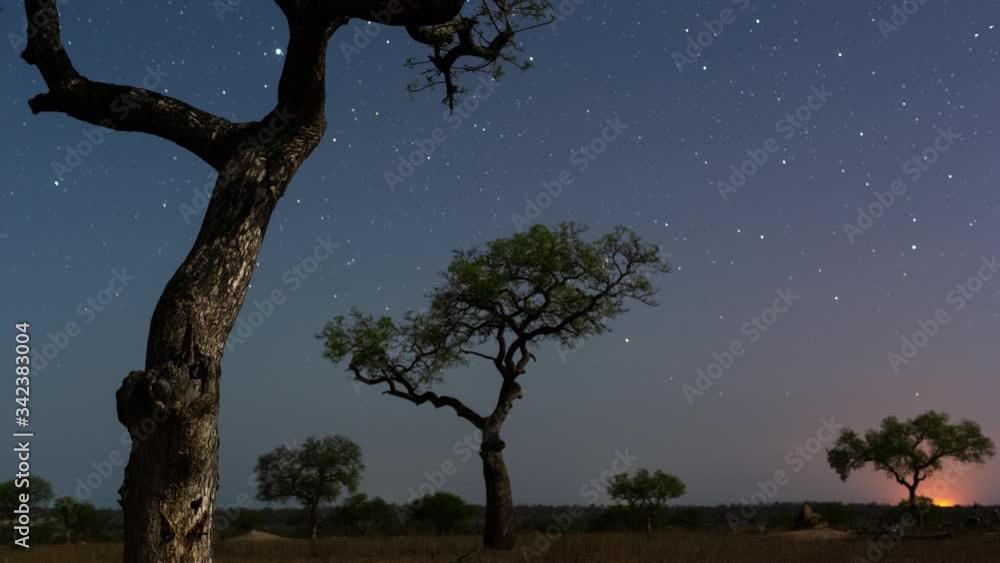 Abstract Marula tree trunk with beautiful texture in moonlight African ...