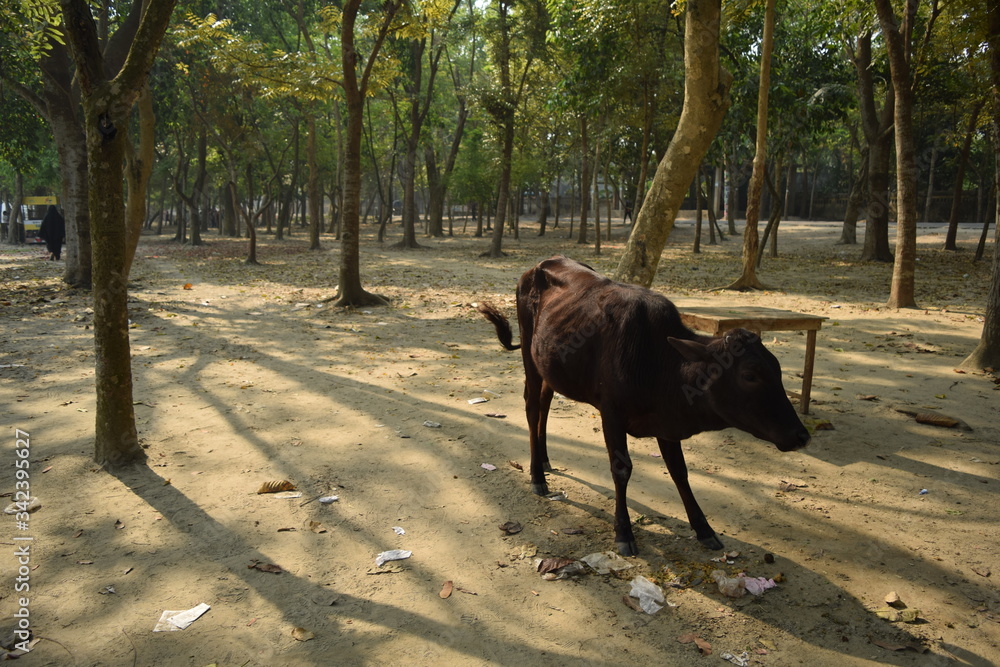 Cattle, or cows, are the most common type of large domesticated ...