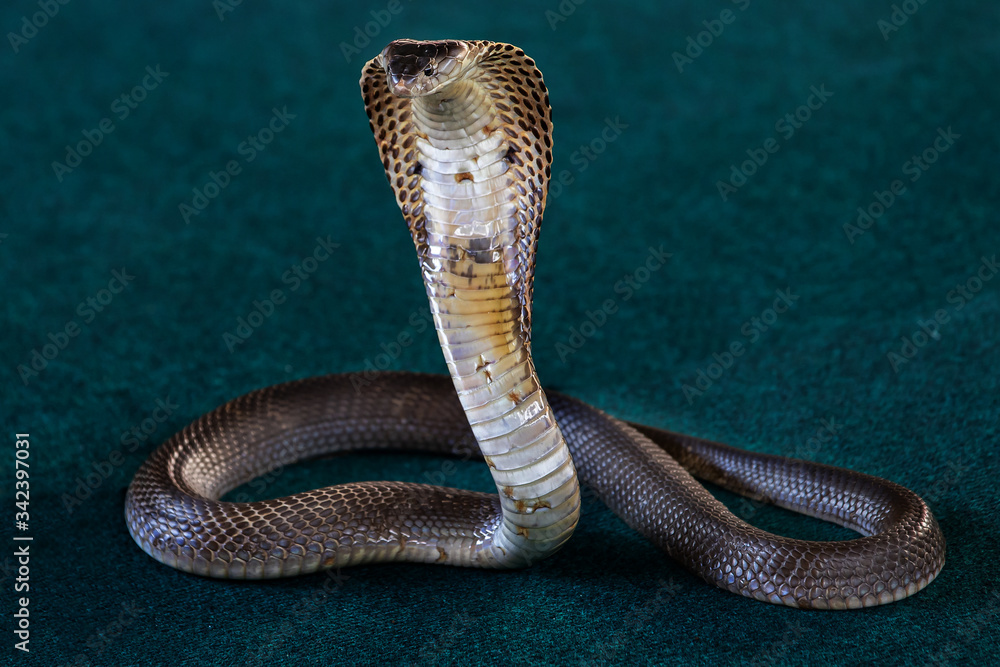 Indochinese spitting cobra, Thai spitting cobra, Siamese spitting cobra ...
