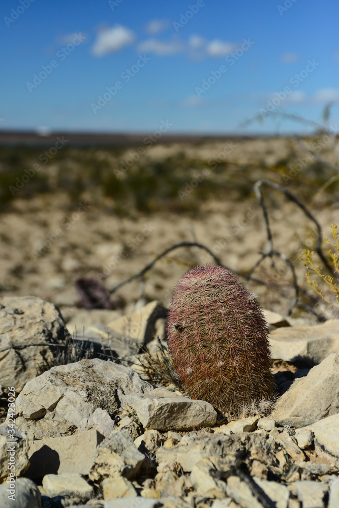 Cacti New Mexico. Echinocereus pectinatus (rubispinus), Rainbow ...
